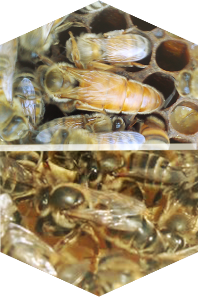 Morandeau Apiculture - Reine des abeilles - cellules royales et essaim ...